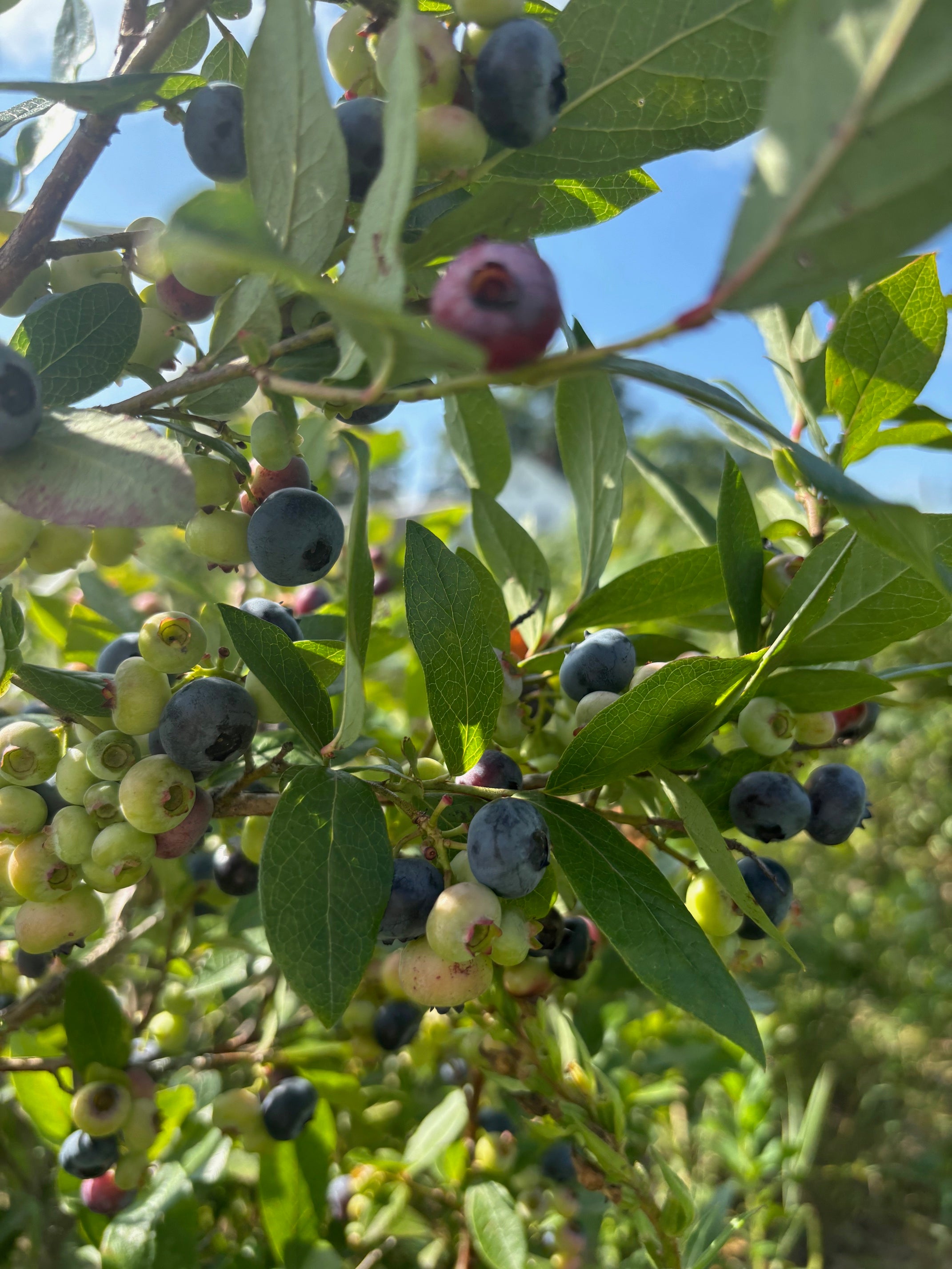 Believe in Blueberries Combo | Elmore Roots Nursery