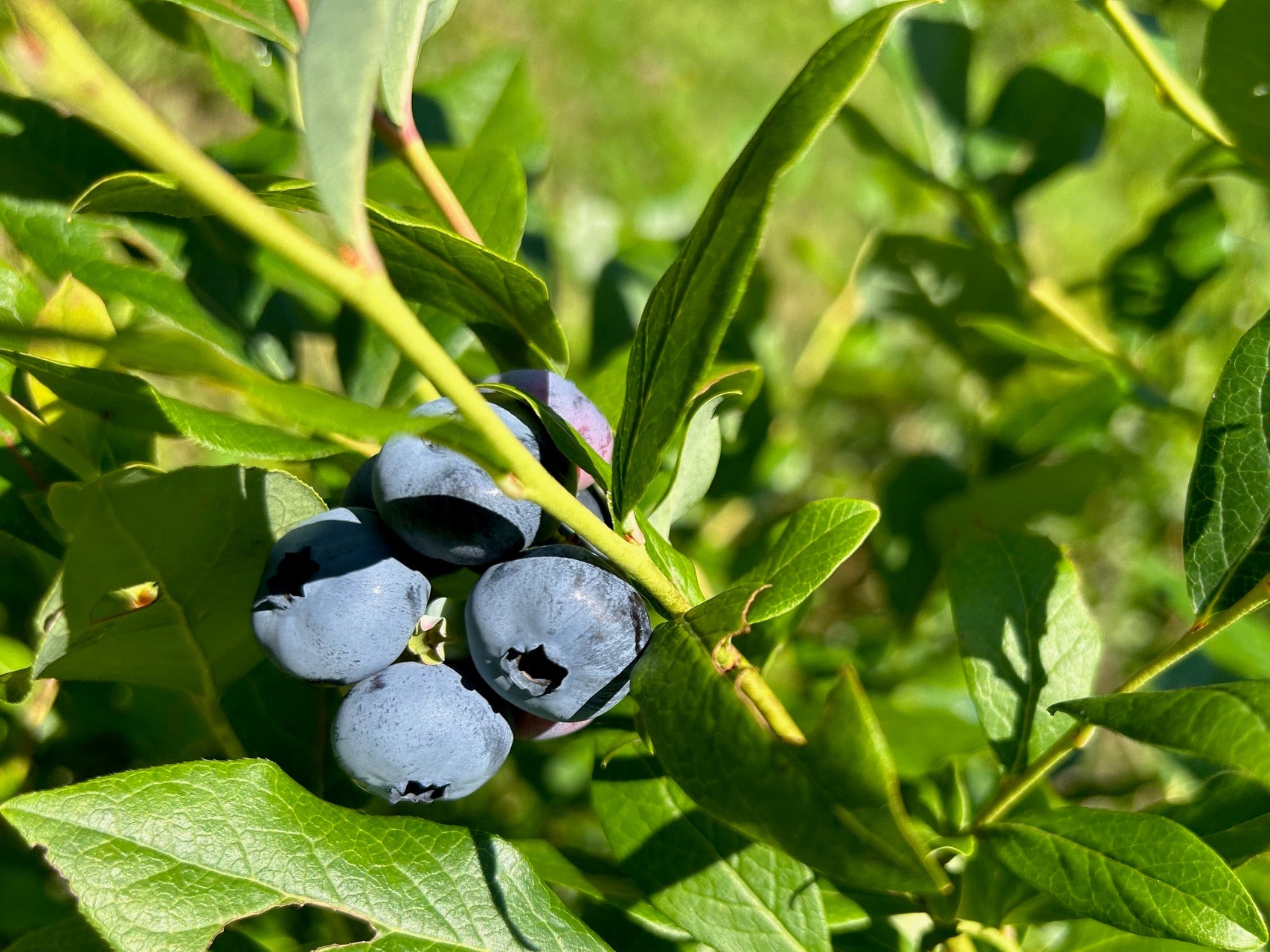 Friendship Blueberry | Elmore Roots Nursery
