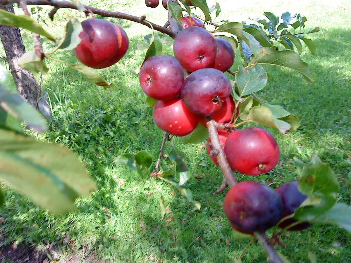 Apple Tree Package | Elmore Roots Nursery