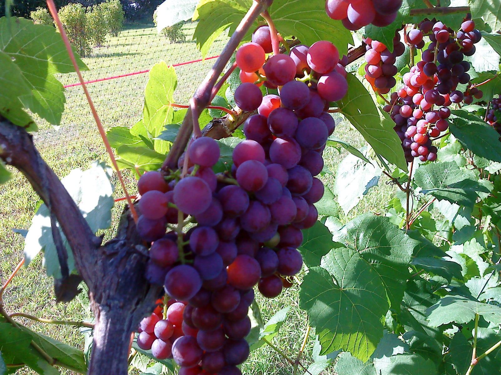 Grape Vineyard Package | Elmore Roots Nursery