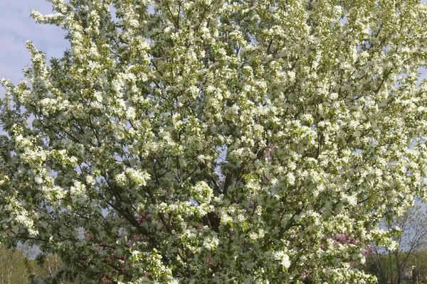 Spring Snow White Flowering Crab | Elmore Roots Nursery