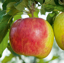 Apple Trees | Elmore Roots Nursery