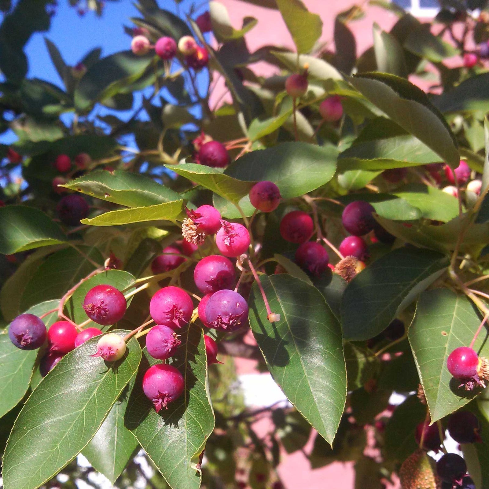 Juneberry/ Serviceberry Regent Saskatoon (Shrub Form) | Elmore Roots ...