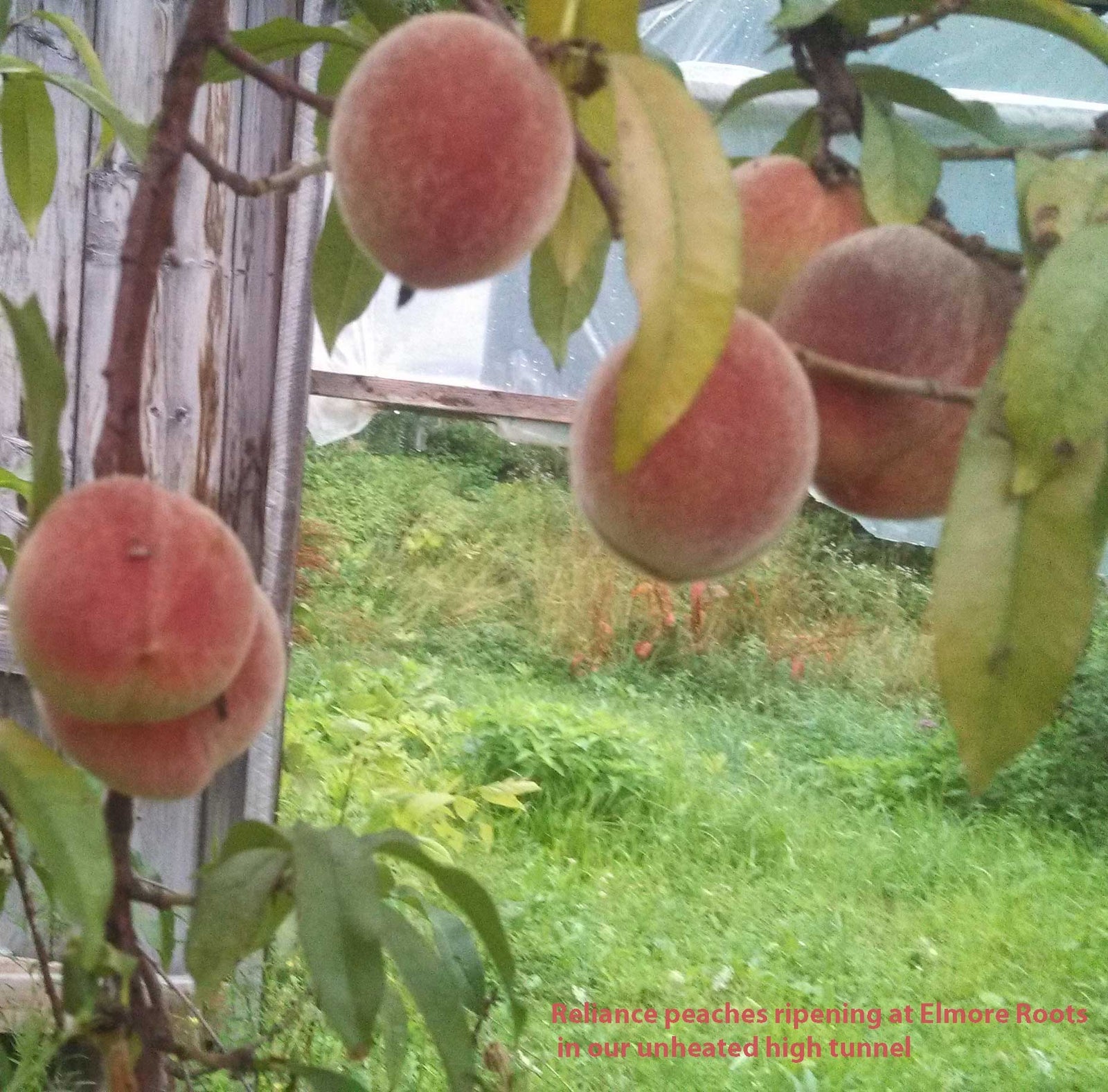 Reliance Peach | Elmore Roots Nursery