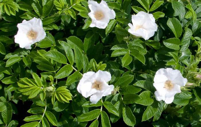 Rosa Rugosa Alba | Elmore Roots Nursery