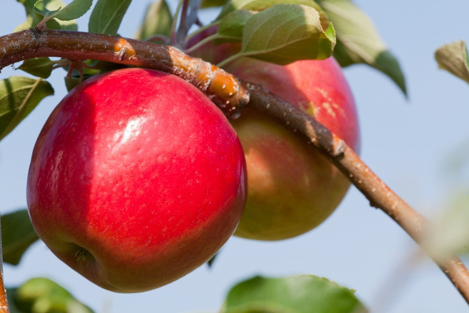 State Fair Apple | Elmore Roots Nursery