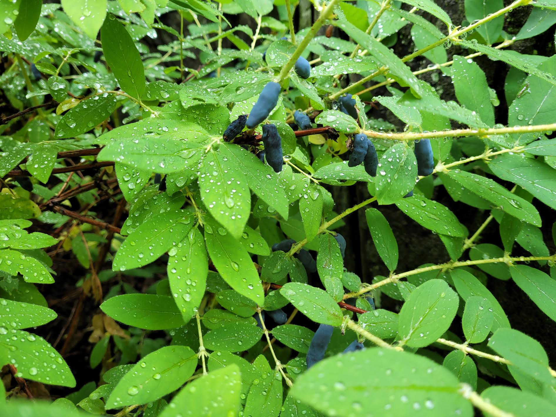 Beast Haskap | Elmore Roots Nursery